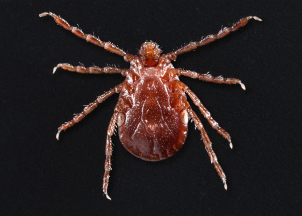 A New Type Of Tick Has Popped Up On The East Coast. Could It Also Be ...