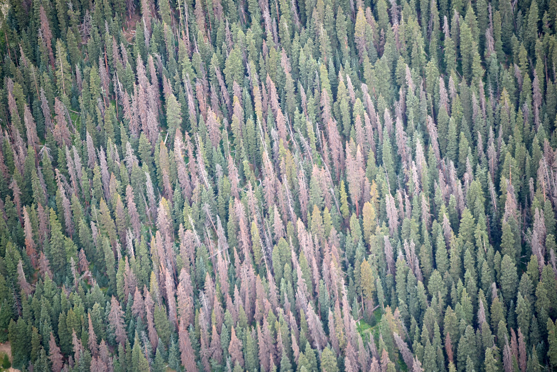 Aerial Survey Shows Bark Beetle Damage Still Spreading In Colorado ...
