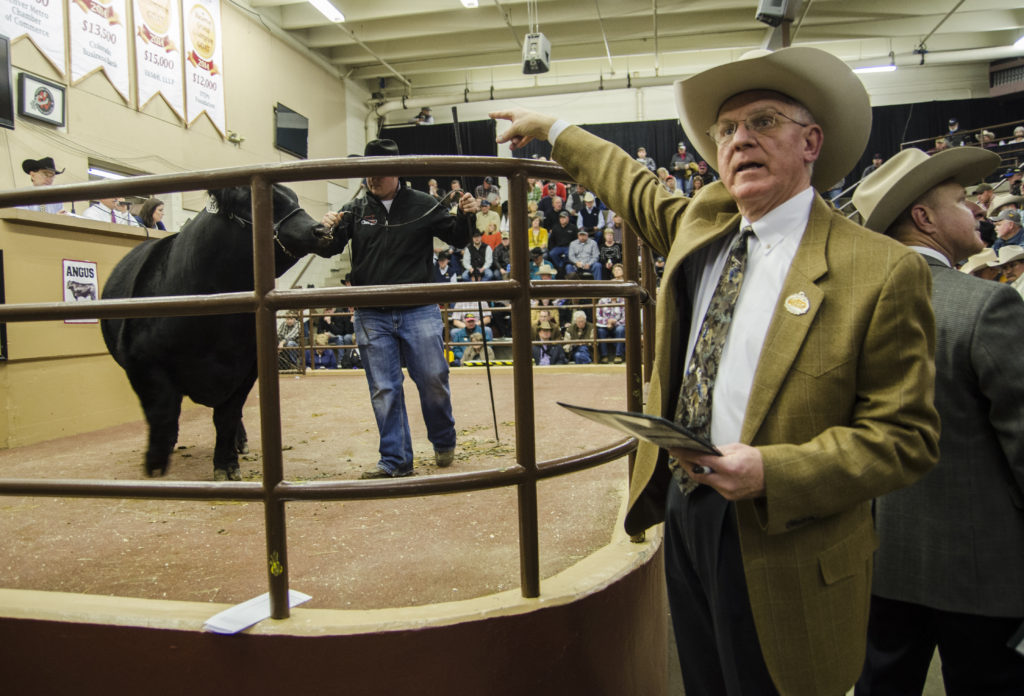 Sounds of the Stock Show: Bull auction ring man Terry Cotton