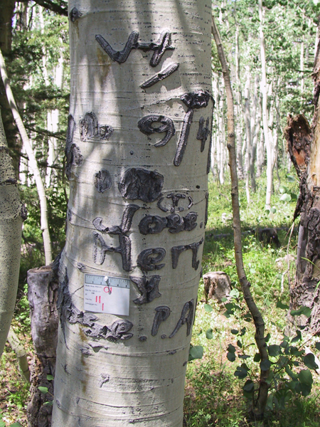 Aspen Carvings