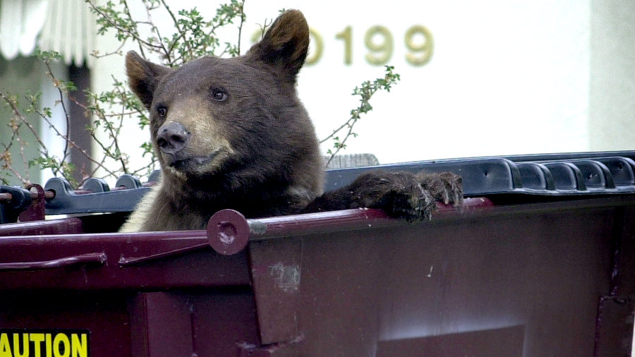 Bear sightings on the rise across Colorado | Colorado Public Radio