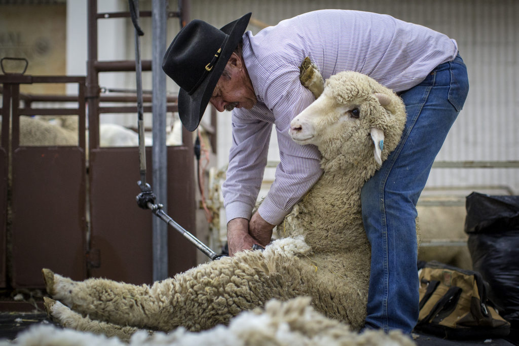 PHOTOS: For Some Sheep, Getting Their Wool Shorn Can Feel Like A Back ...