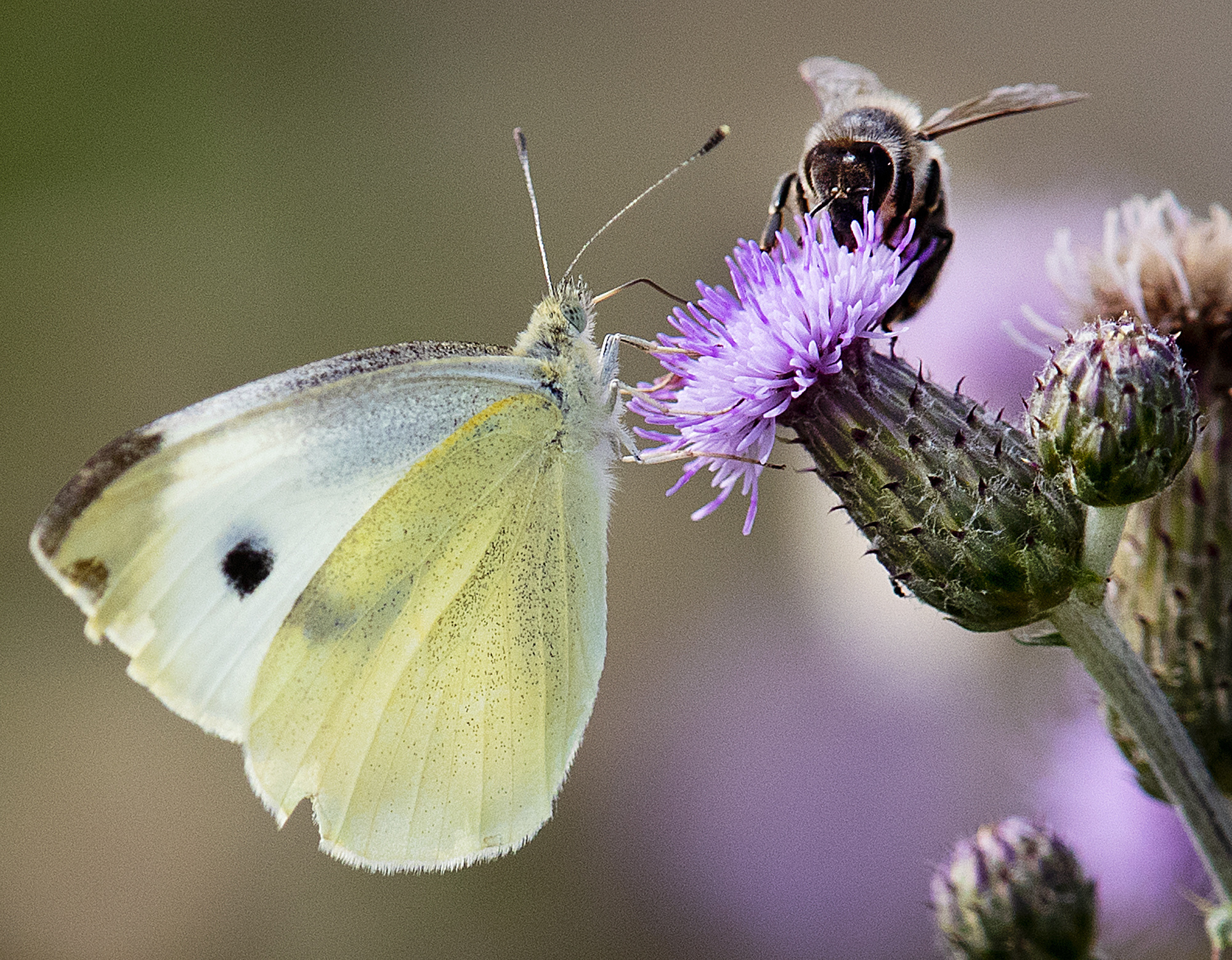 I-76 Is Blossoming Into A Pollinator Highway For Colorado Bees, Birds ...