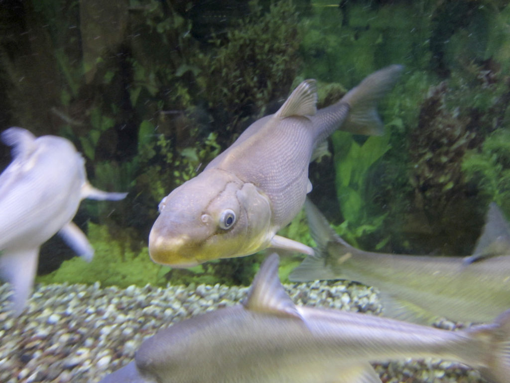 Another Rare Fish, The Razorback Sucker, Is Pulled Back From Extinction ...