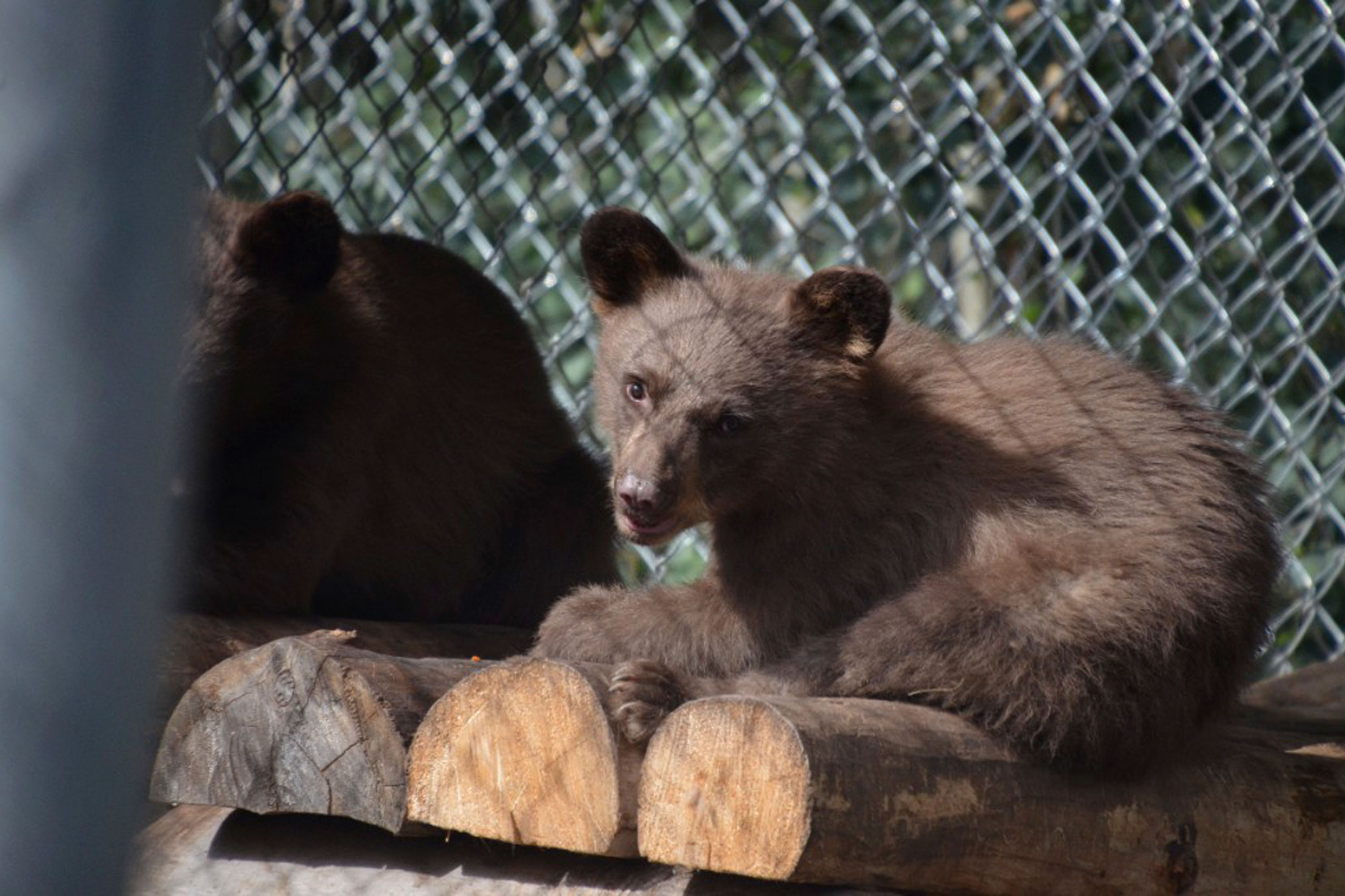 Bear Cub Burned In The 416 Fire Released Back To The Wild | Colorado ...