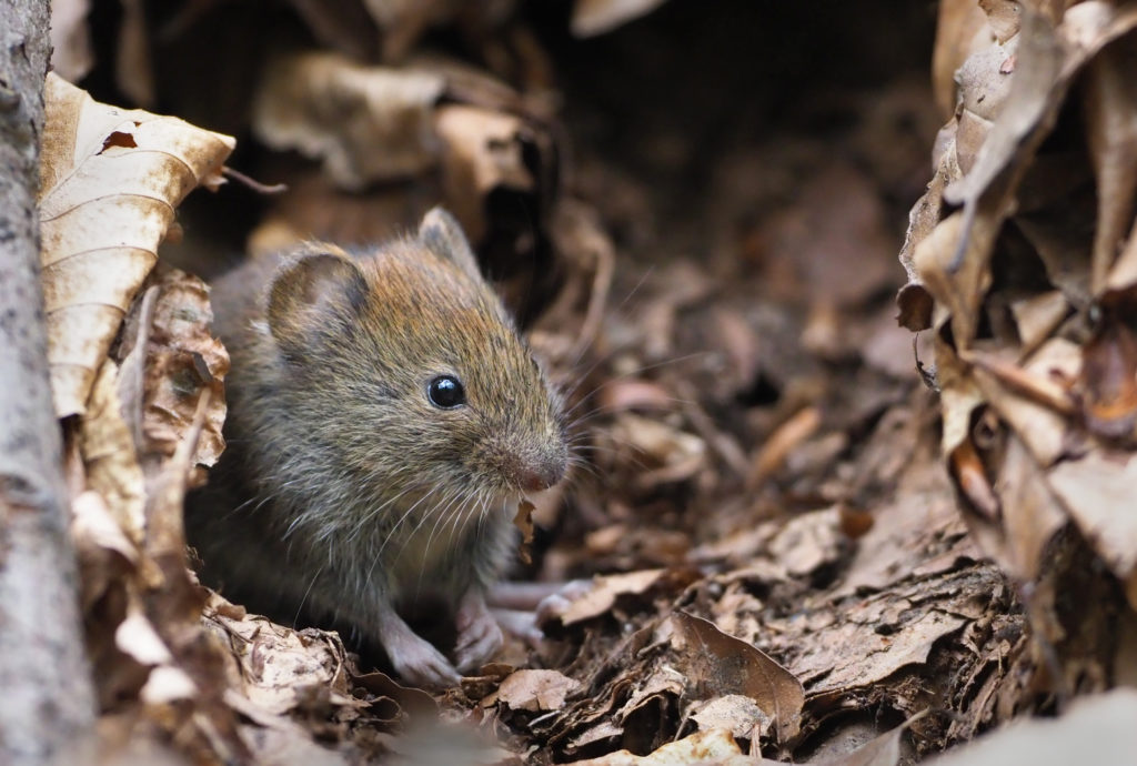 Love In The Time Of Voles: Why A CU Scientist Is Studying These ...