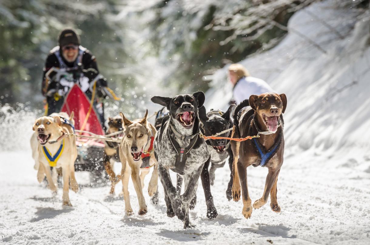Sprint Sled Dogs Reach Speeds Close To 30 MPH | Colorado Public Radio