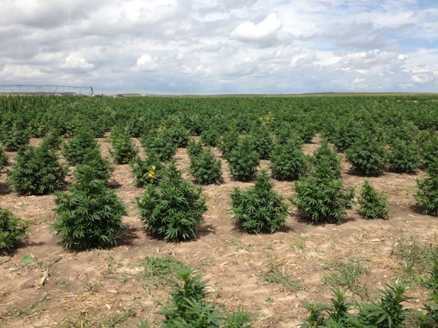 Colorado Brothers Who Sold Deadly Cantaloupe Face Kansas Hemp Charges ...