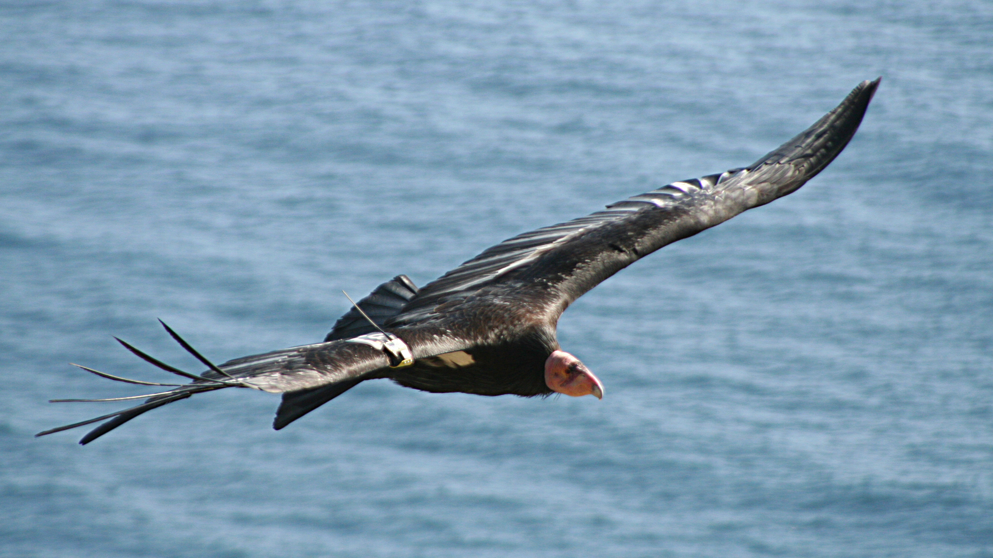 Coloradans to help save condors, track bees | Colorado Public Radio