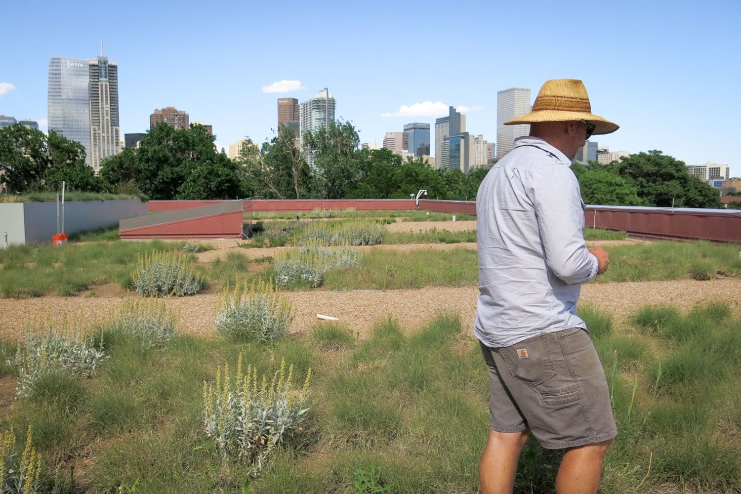 Depending How You Look At It, Denver Green Roof Changes Are Simpler Or ...