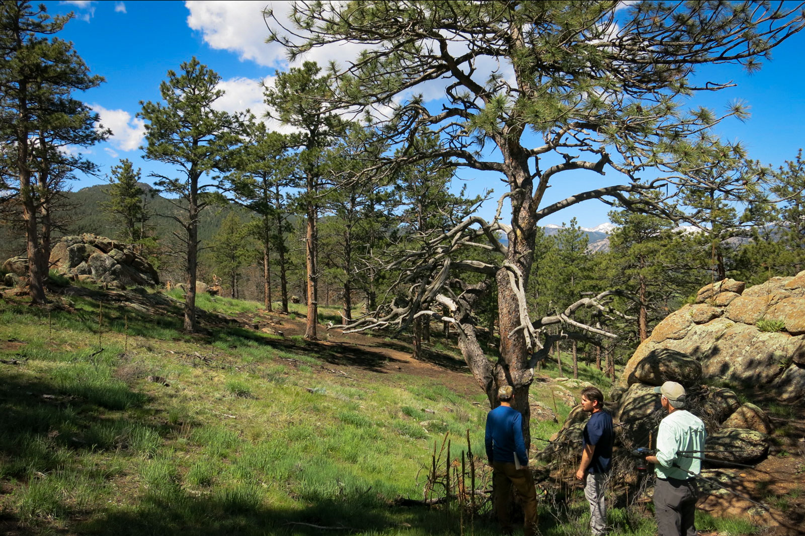Back In The Day, Front Range Forests Were Thinner And That Was Better ...