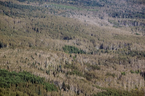 Spruce Beetles Invade More Colorado Forest While Pine Beetles Fade ...