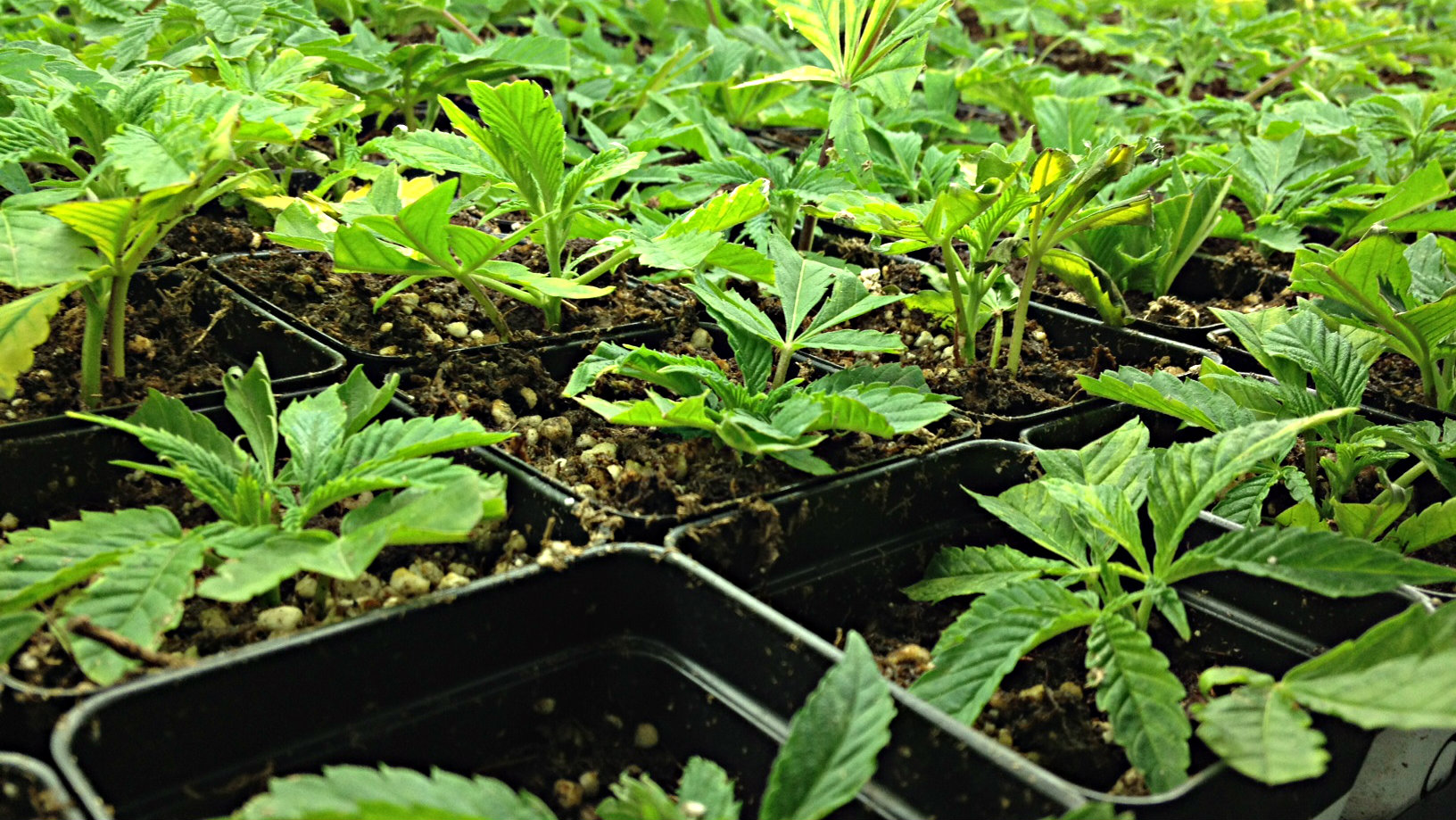 Hemp planting season begins in Colorado | Colorado Public Radio