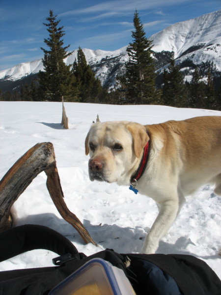 5-1-08 Horton the Quandry Dog