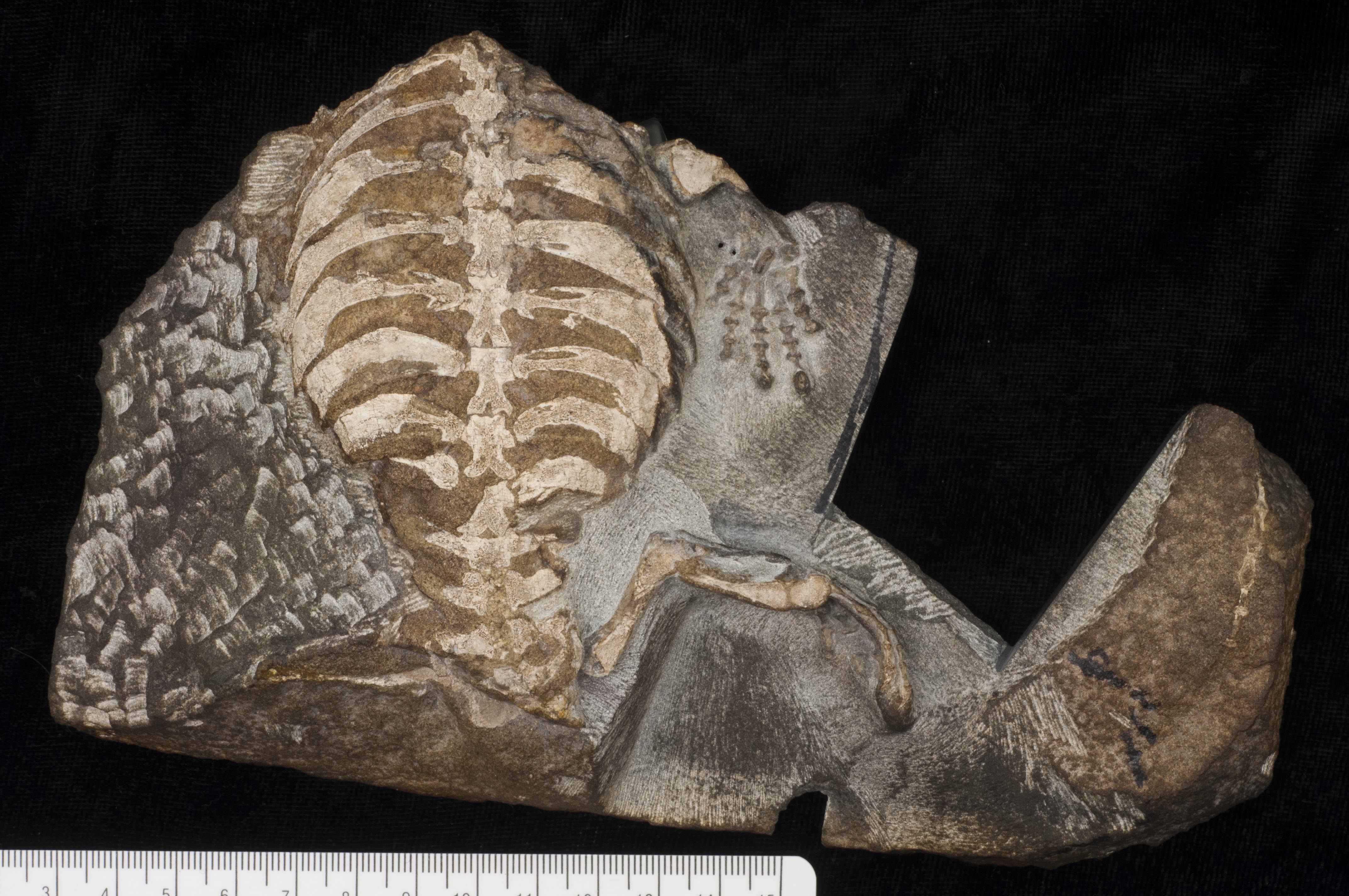 Why Did Ancient Turtles Grow Shells? This Denver Paleontologist Found ...