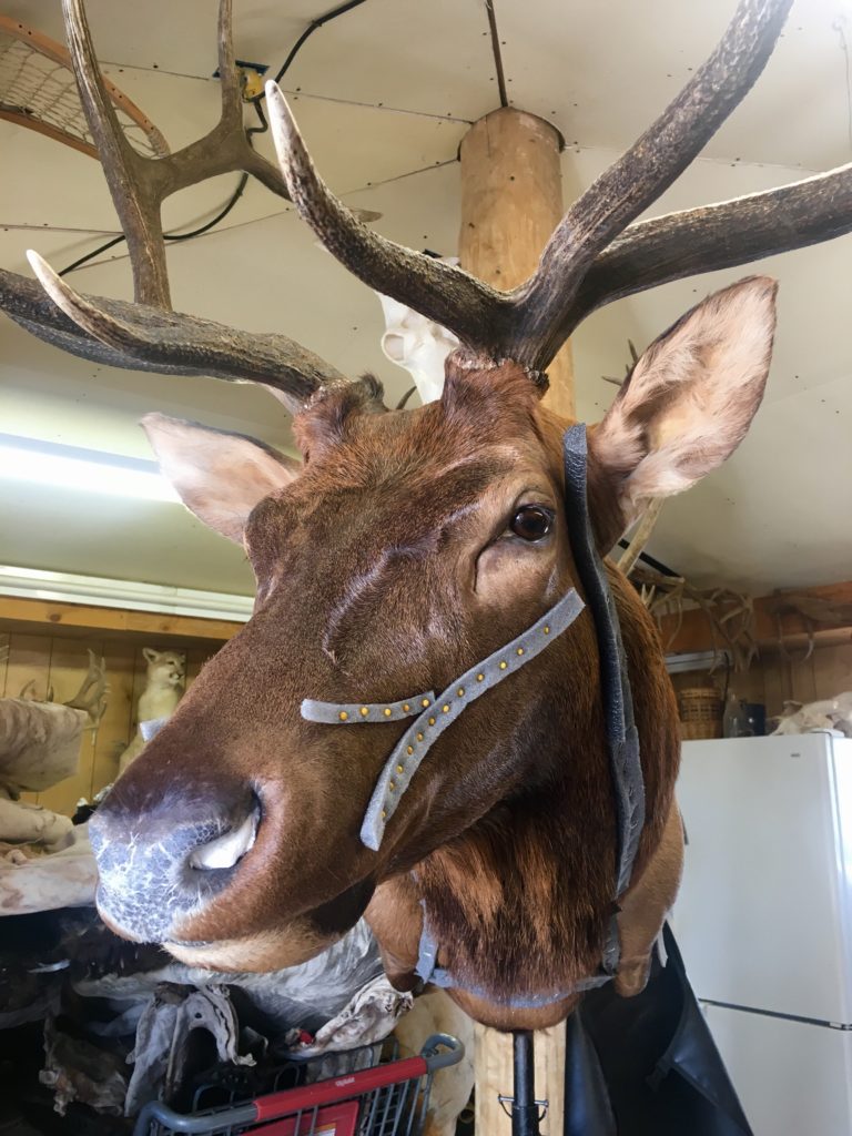 Taxidermists Bring The Spoils Of Hunting Season Back To 'Life ...