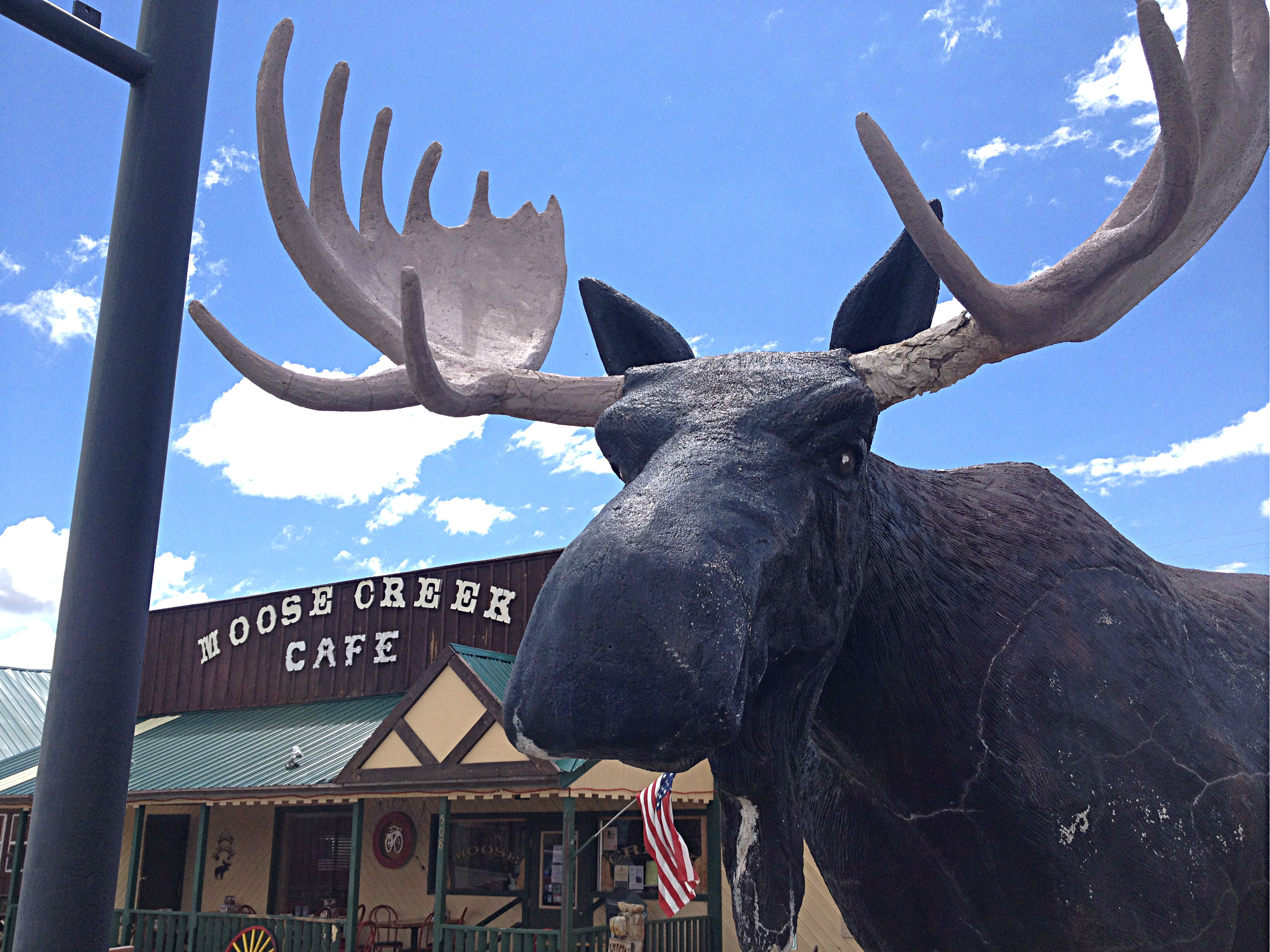 A Visit To Colorado Moose Country | Colorado Public Radio