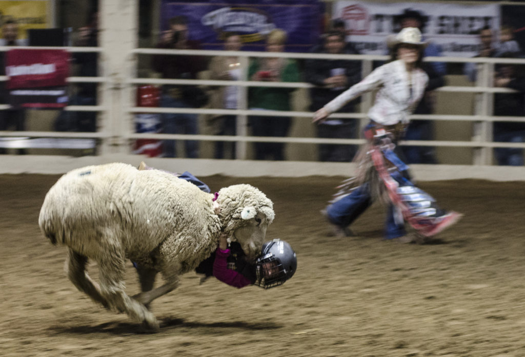 Sounds of the Stock Show: 6-year-old mutton buster Sydney Babi