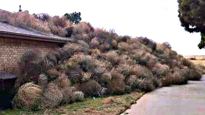 Tumbleweed explosion wreaking havoc in Southeastern Colorado | Colorado Public Radio