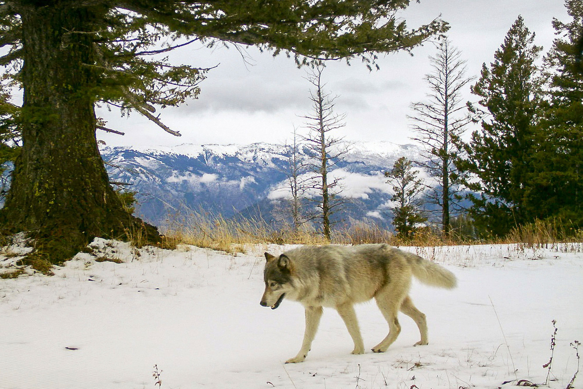 Why Colorado’s Wolf Initiative Is Causing Howls Of ‘Ballot Box Biology ...