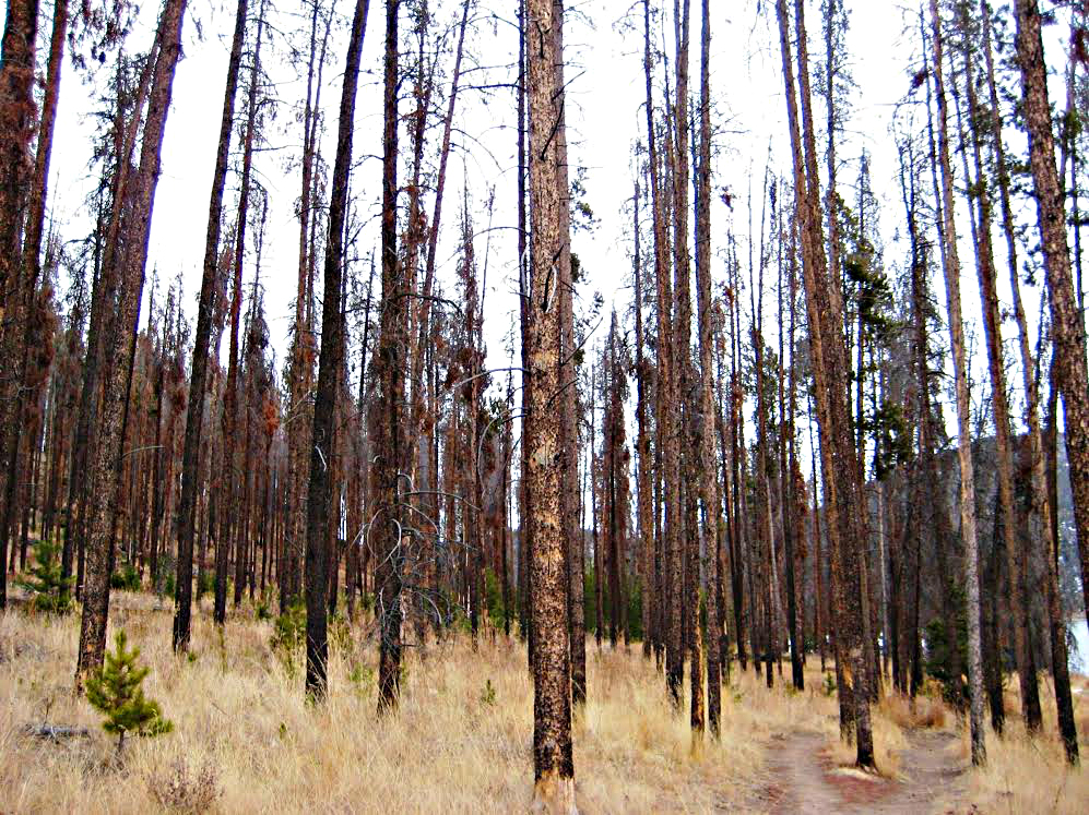 A second life for forests killed by beetles | Colorado Public Radio