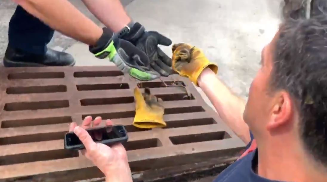 One Way To Coax Stuck Ducklings Out Of A Storm Drain? Put On YouTube ...