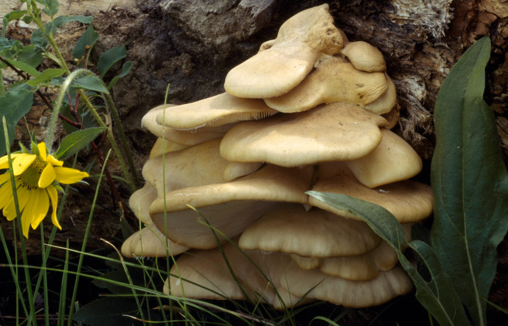Foragers Focus On Fungi For Festival In Telluride | Colorado Public Radio