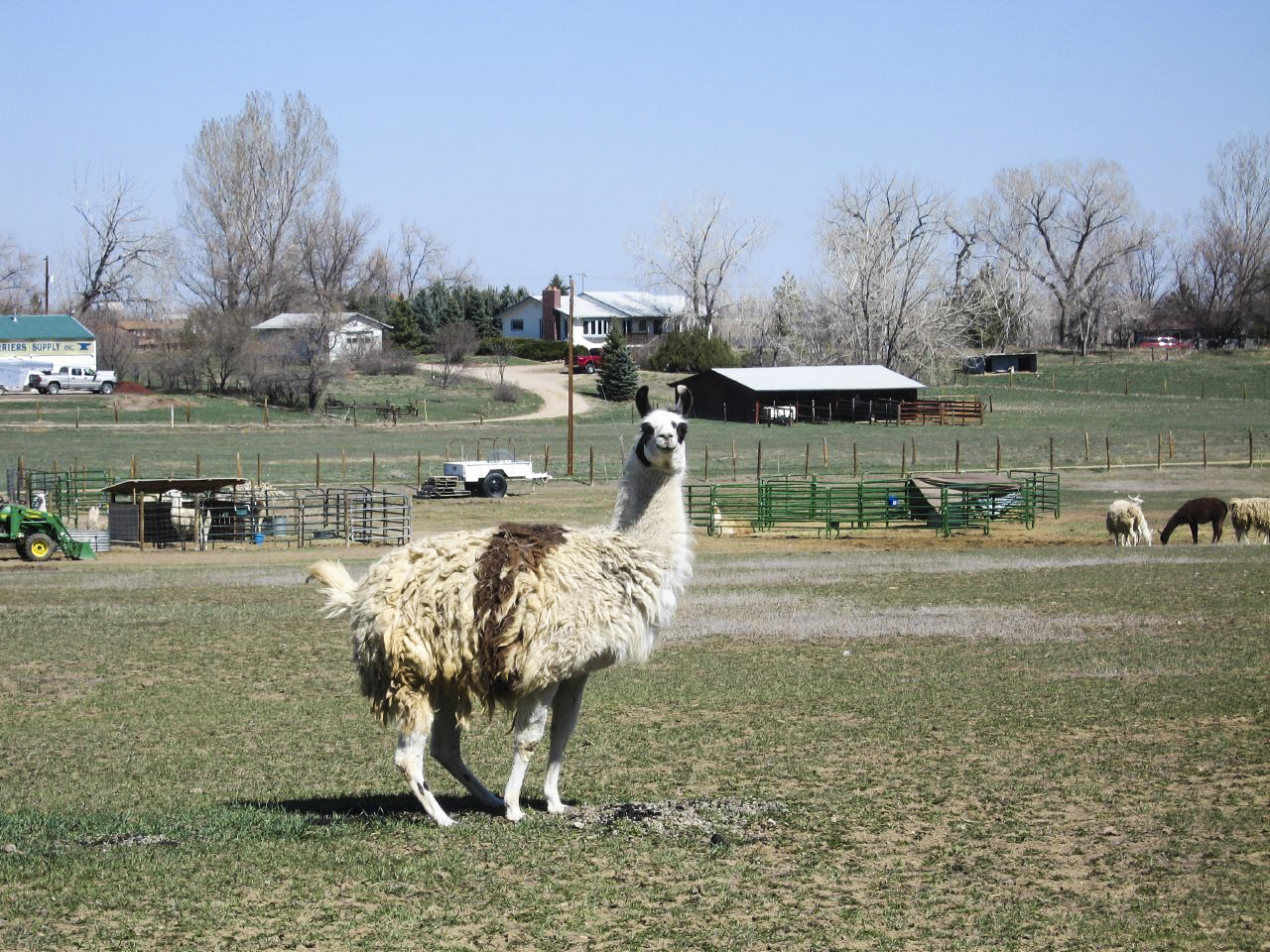 In Weld County, low-cost guard llamas lookout for livestock