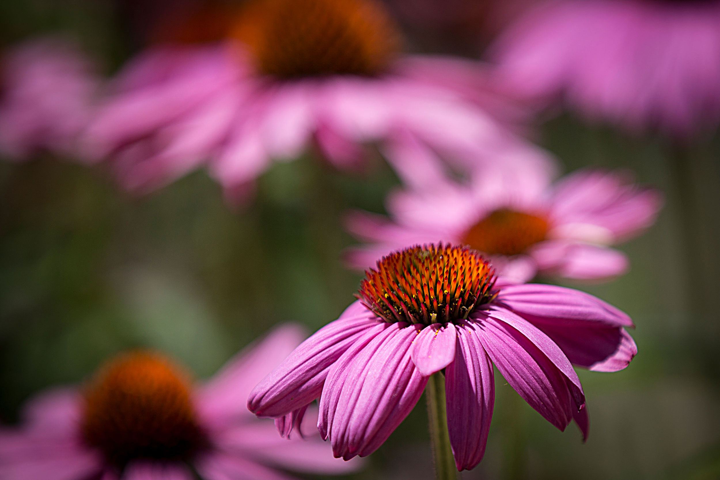 We answer your Colorado gardening questions for spring planting season ...