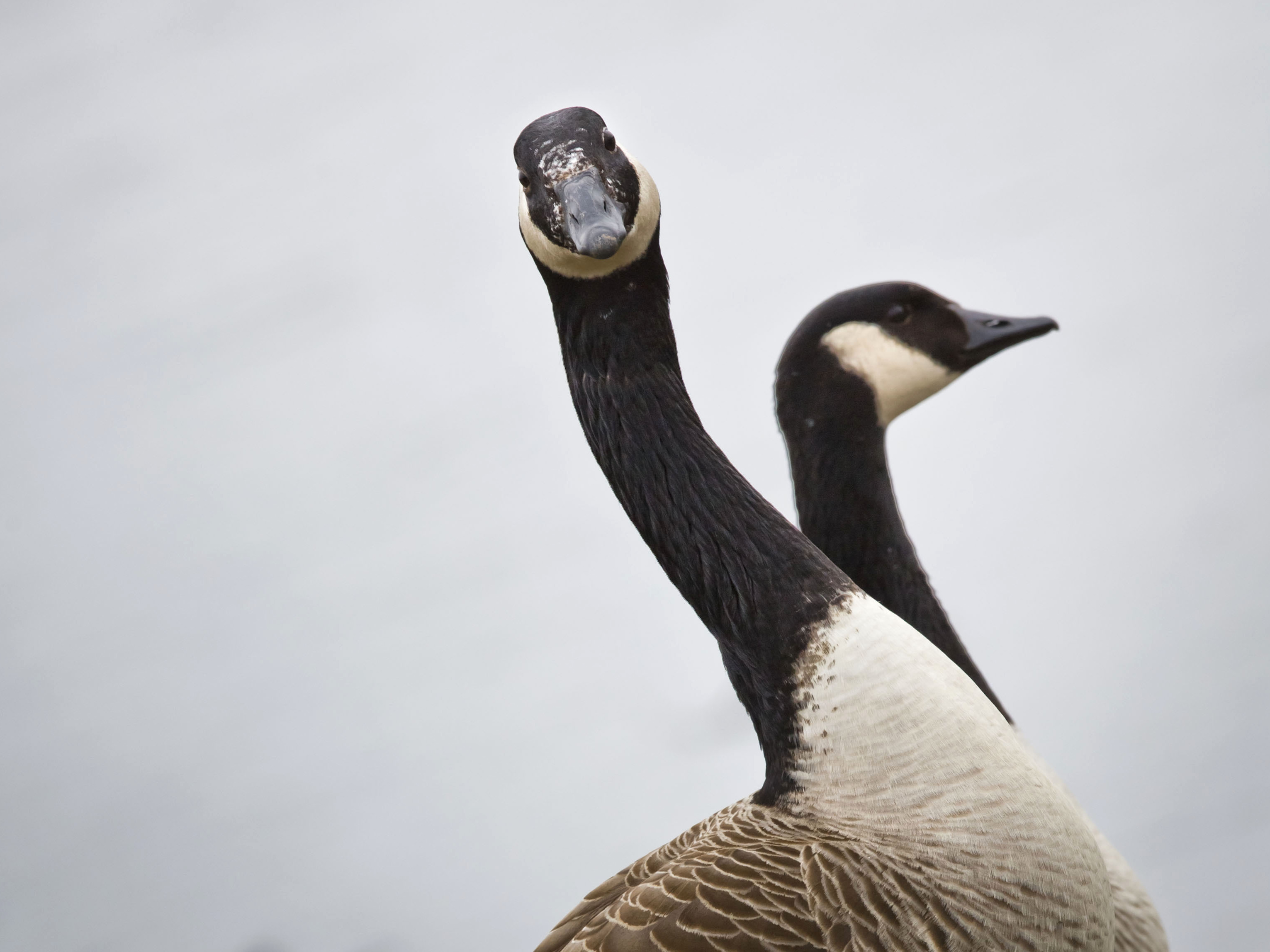 Hunter Knocked Unconscious By Falling, Dead Goose Shot By His Hunting Party