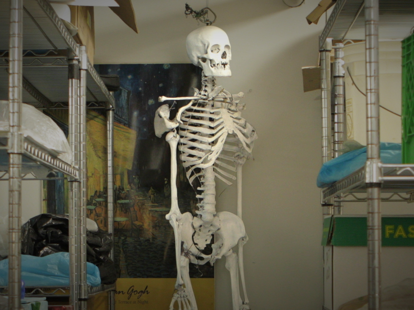 Classroom Skeleton: Whose Bones Are These? | Colorado Public Radio