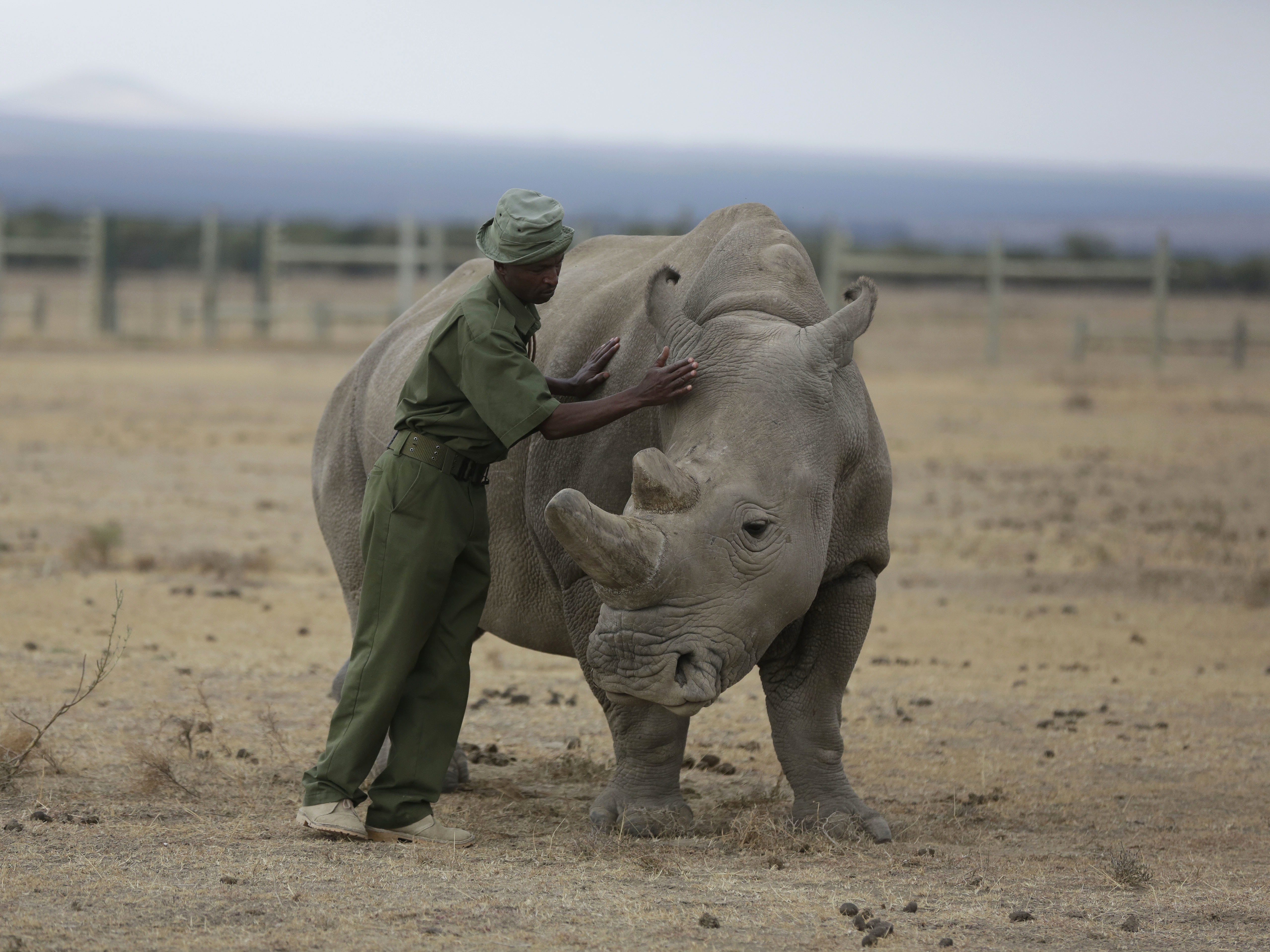 Scientists Hope Lab-Grown Embryos Can Save Rhino Species From ...