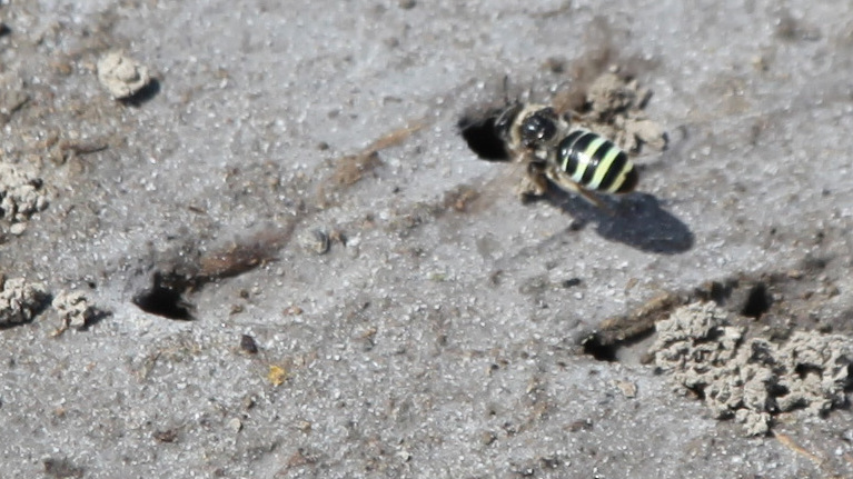 Native Bees And Alfalfa Farmers — A Seedy Love Story | Colorado Public ...
