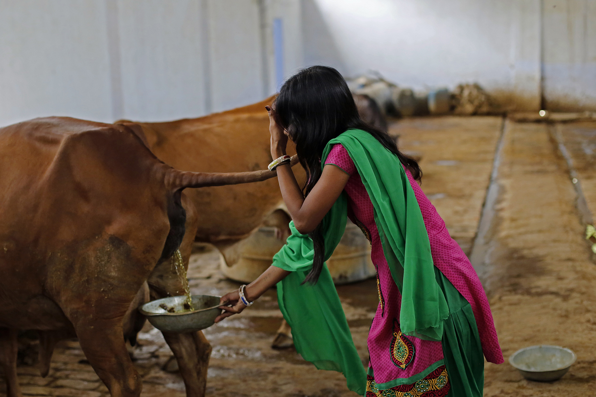 Cow Dung Soap Is Cleaning Up In India | Colorado Public Radio