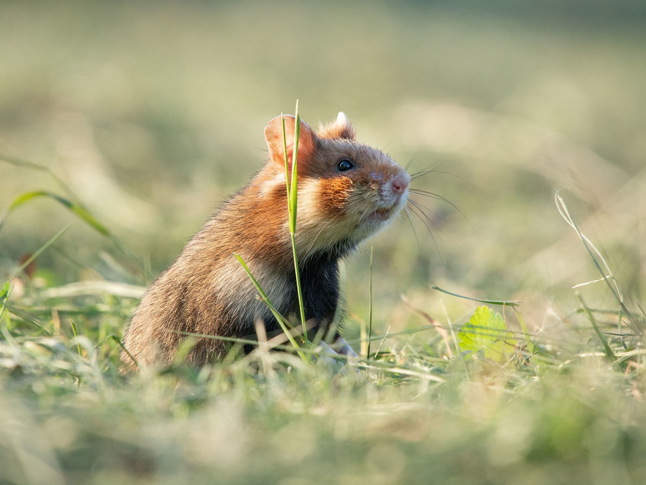 With Europe’s Hamsters At Risk, Better Call The ‘Hamster Commish ...