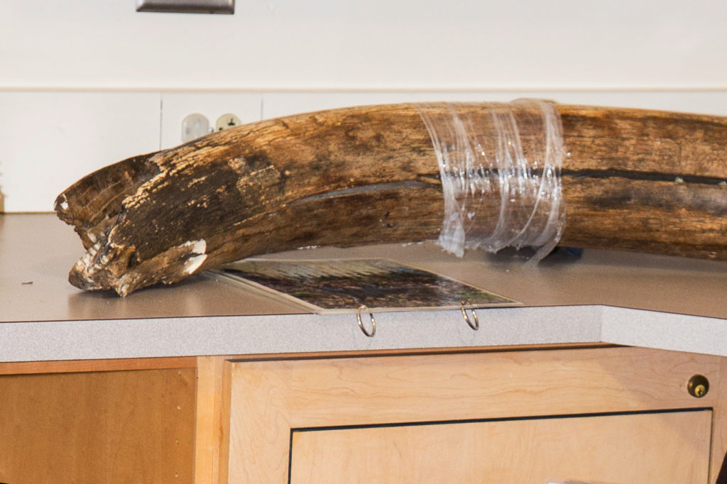 Tusk Luck: Alaska Man Sentenced To Federal Prison For Stealing Mammoth ...