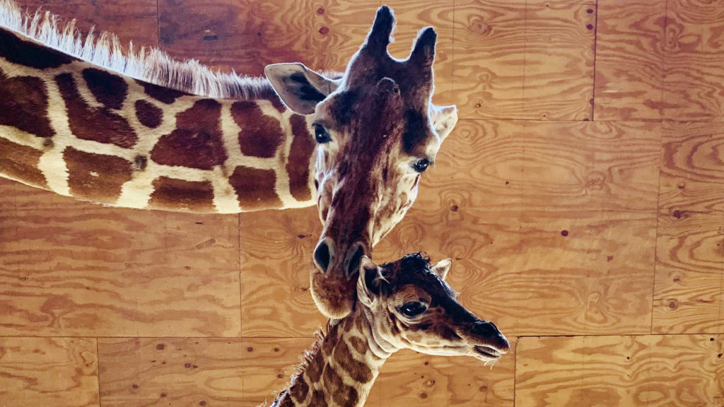 Internet Sensation April The Giraffe Going On Birth Control, Having No ...