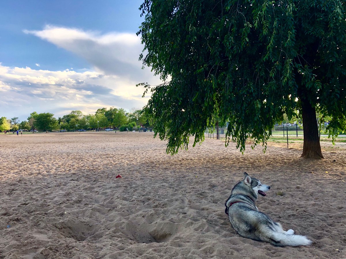 Colorado People Love Colorado Day. Colorado Dogs Love It Even More ...