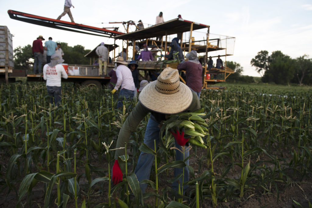 Colorado's Renowned Sweet Corn Crop Faces New Challenges | Colorado ...
