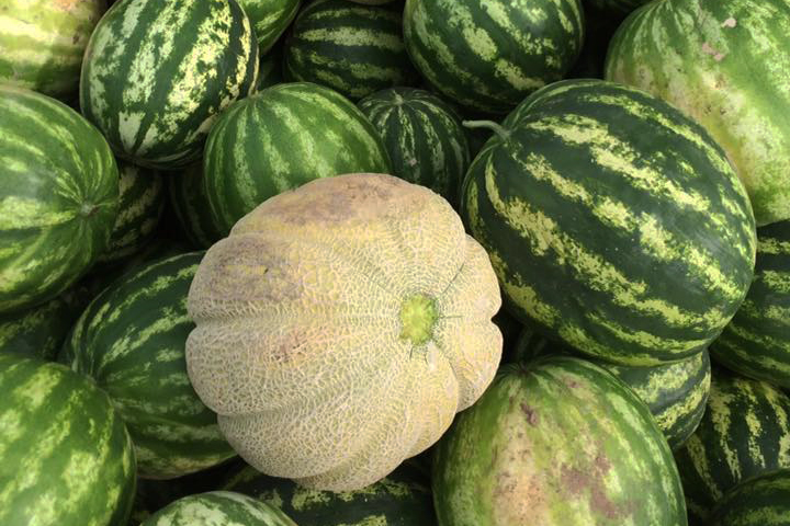 Meet A Special Melon Called The Greeley Wonder. This Is How It Went ...
