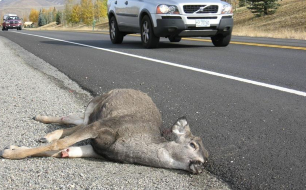 As California Passes ‘Roadkill Bill,’ Nevada And Wyoming Remain ...