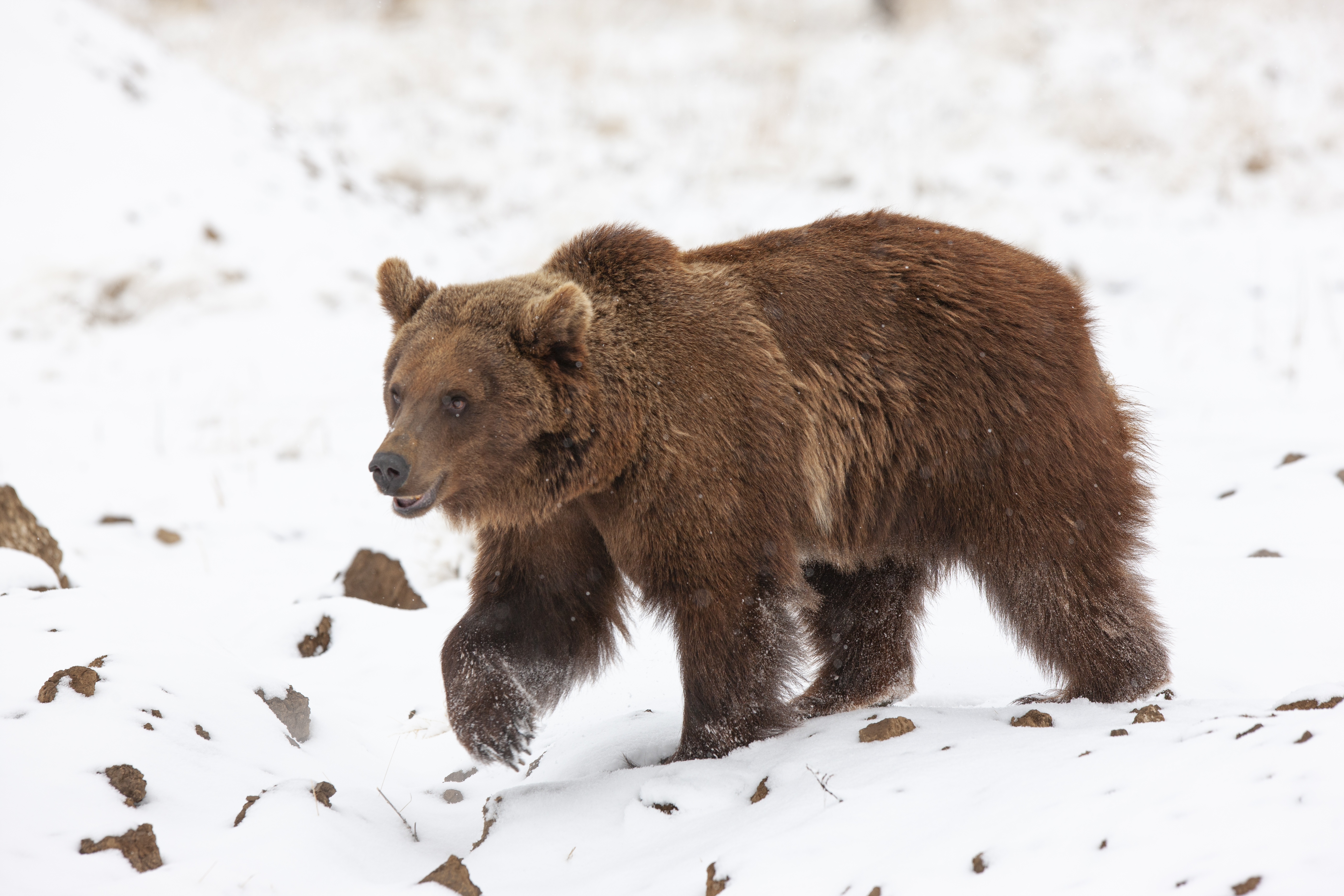 10 Grizzly Bears Flew To The US And Road-Tripped to Colorado | Colorado ...