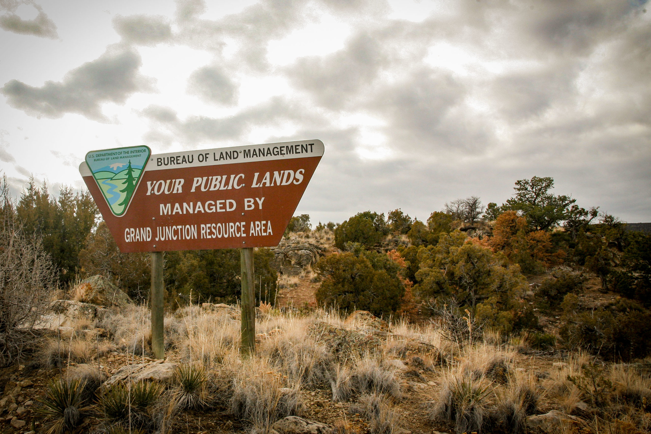 A Tree Spiking Incident From The 1980s Is Looming Over Biden’s BLM ...