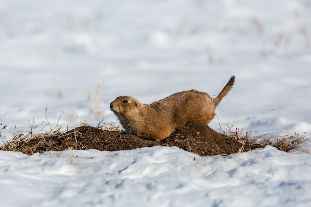 The prairie dog | Colorado Public Radio