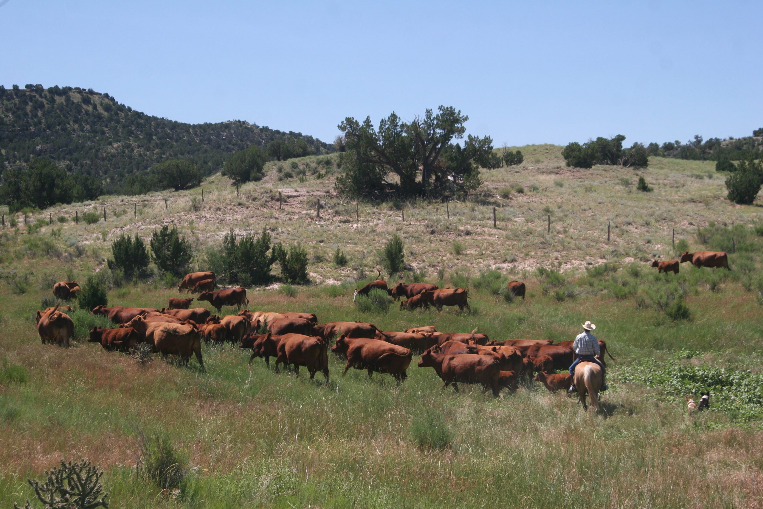 Rural Colorado Ranchers Face Uncertainties With COVID-19 | Colorado ...
