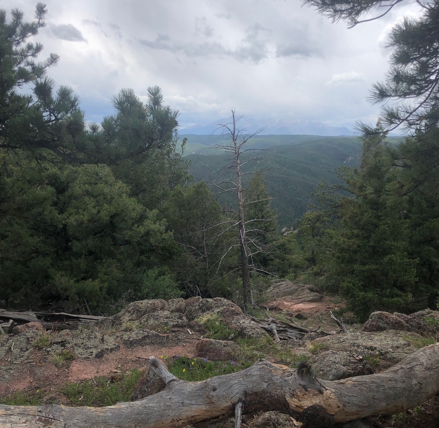 Nature’s Neighborhood: Mt. Herman Hike, Sinton Trail | Colorado Public ...