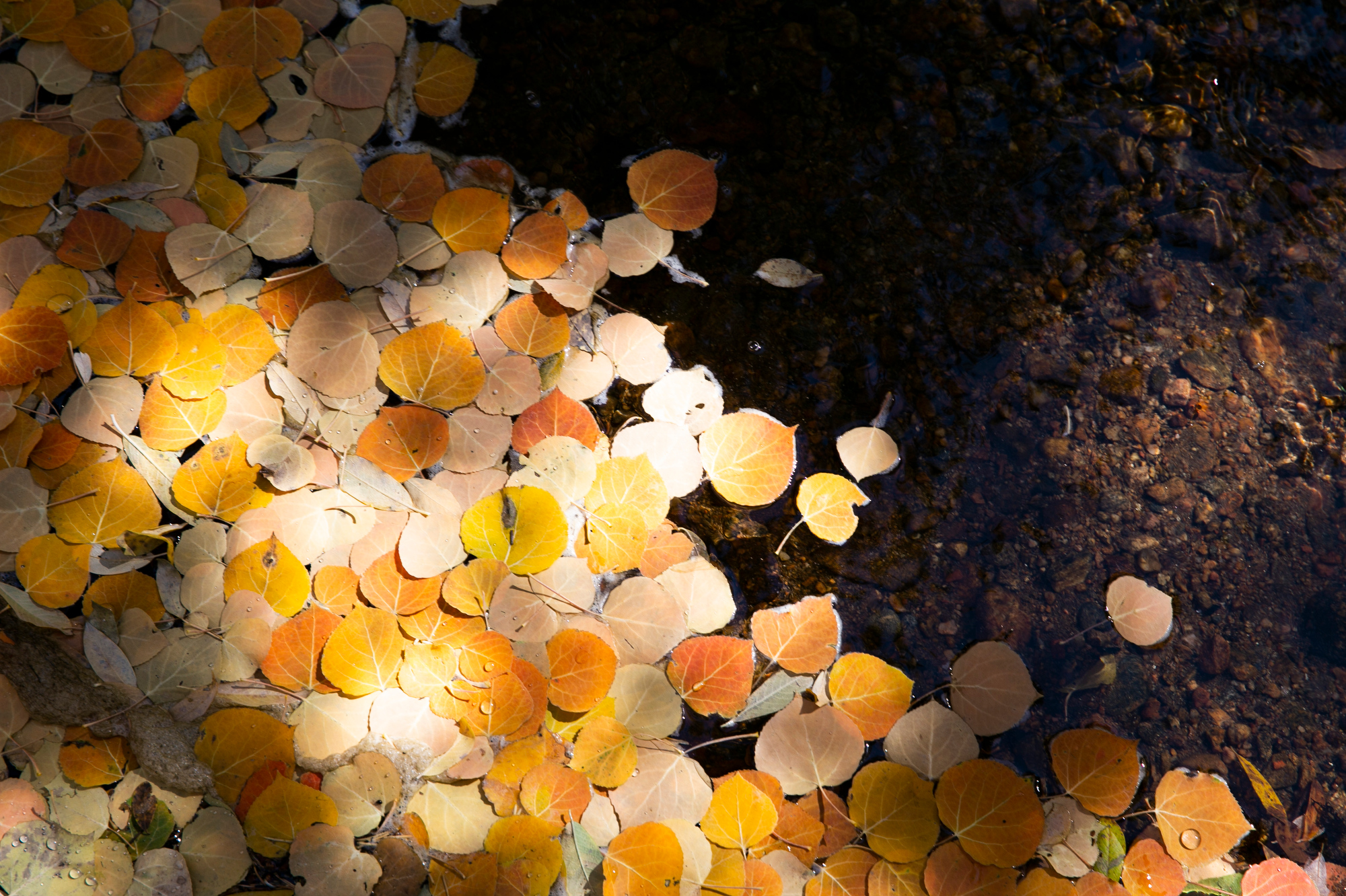 Colorado’s fall leaves may appear more brilliant this year thanks to ...