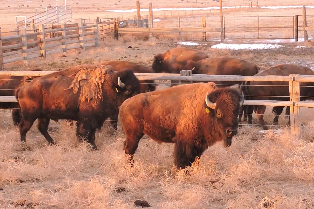 Wild Bison Return To Colorado’s Great Plains | Colorado Public Radio