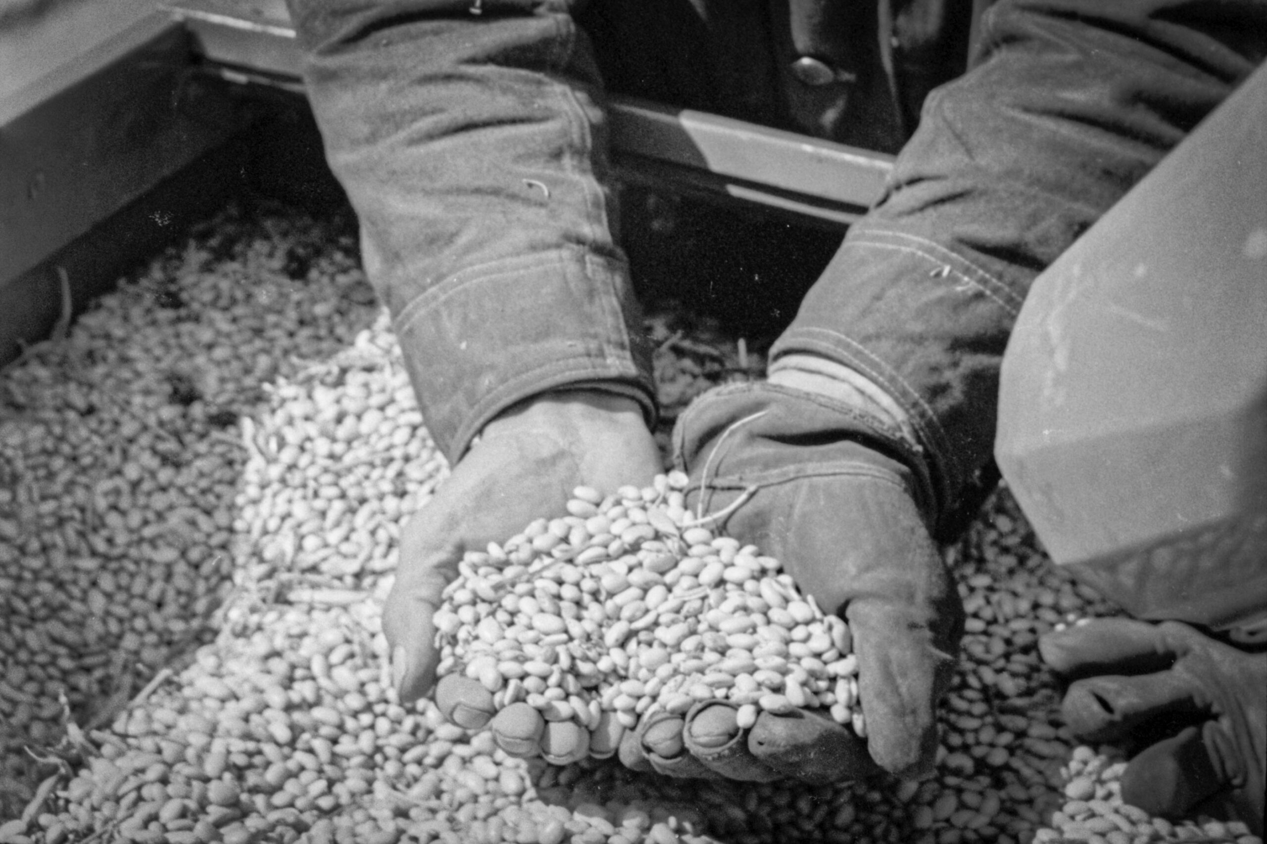 These Bean Queen Recipes Will Show You The Regal Splendor Of Four ...