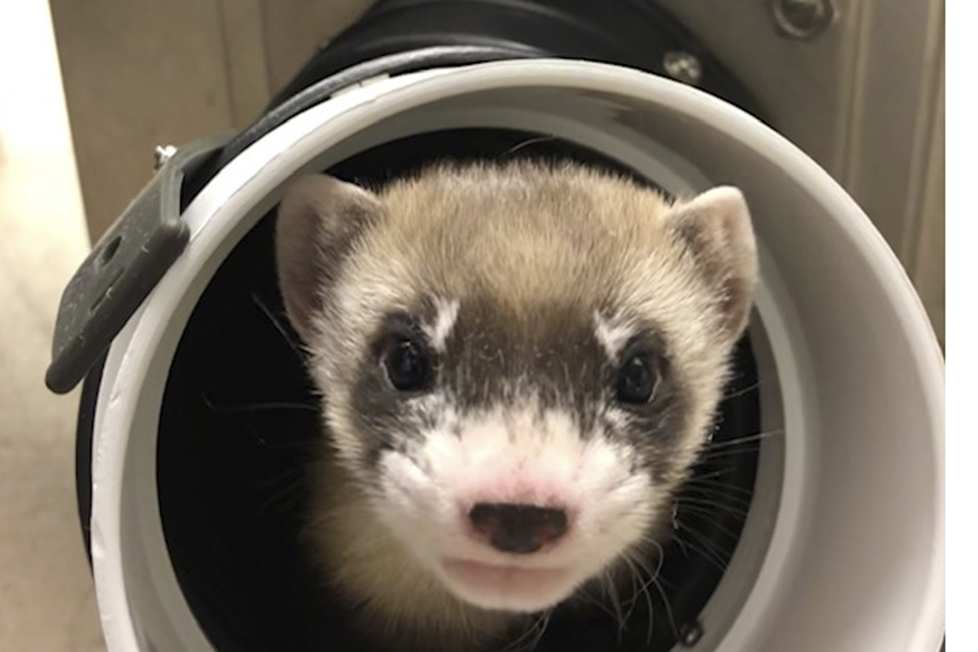 This Baby Black-Footed Ferret Clone From Colorado Is Hoping To Save Her ...